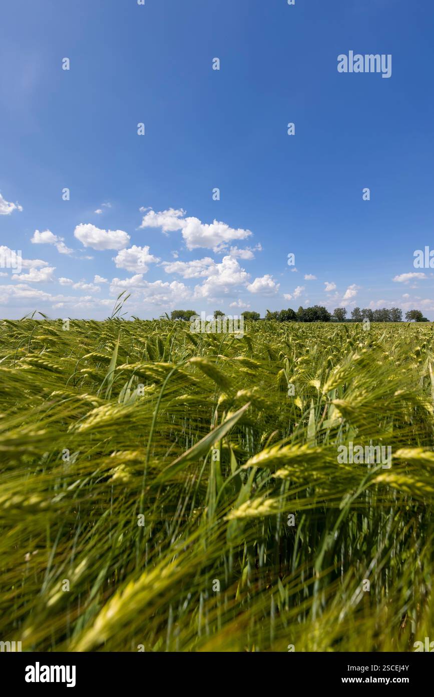 sky with clouds and an agricultural field where green unripe rye grows ...