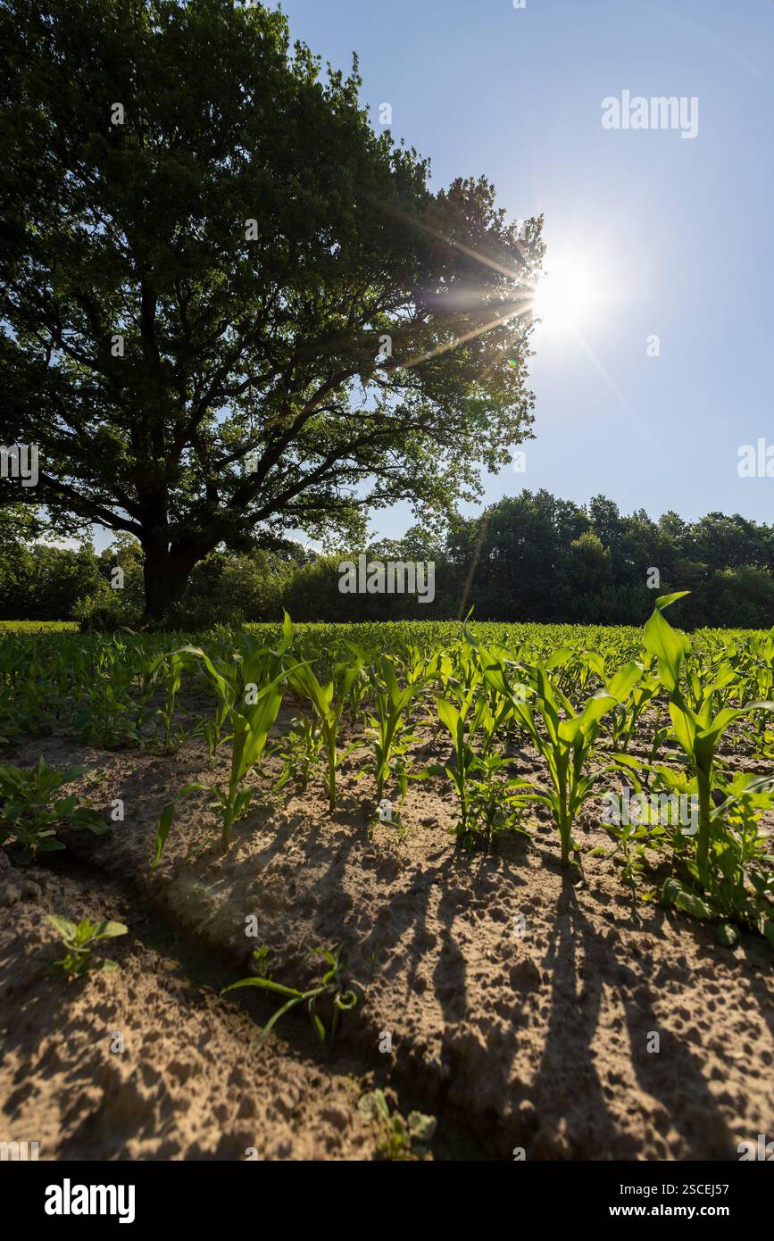 the only one oak in a green cornfield with young sweet corn plants, one ...