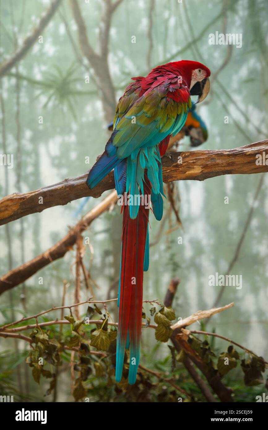 An Ara Macaw bird, blue, green and red on a branch tree, Central Park zoo, Manhattan, New York ...
