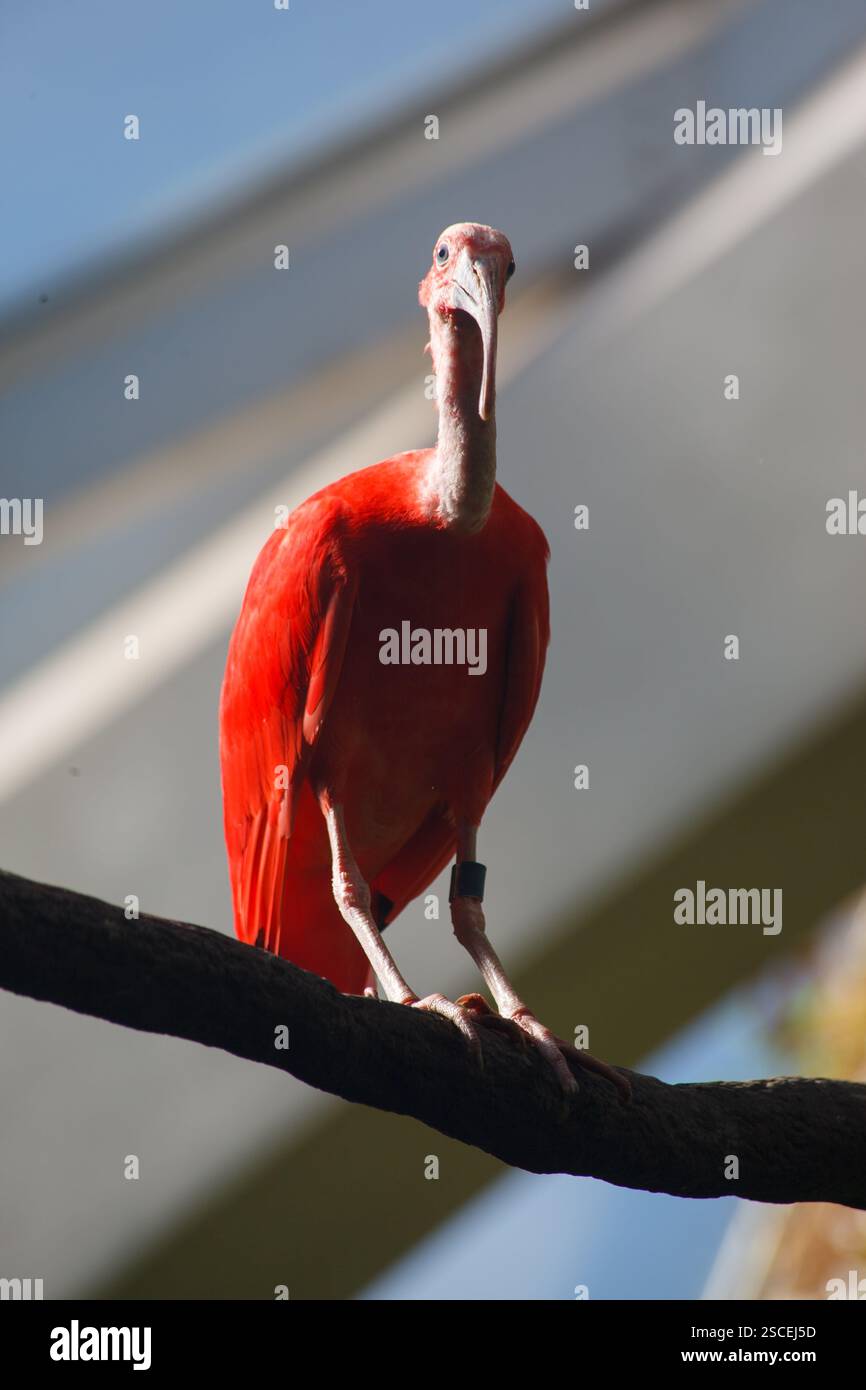 A Scarlet ibis red bird on a branch tree, Central Park zoo, Manhattan ...