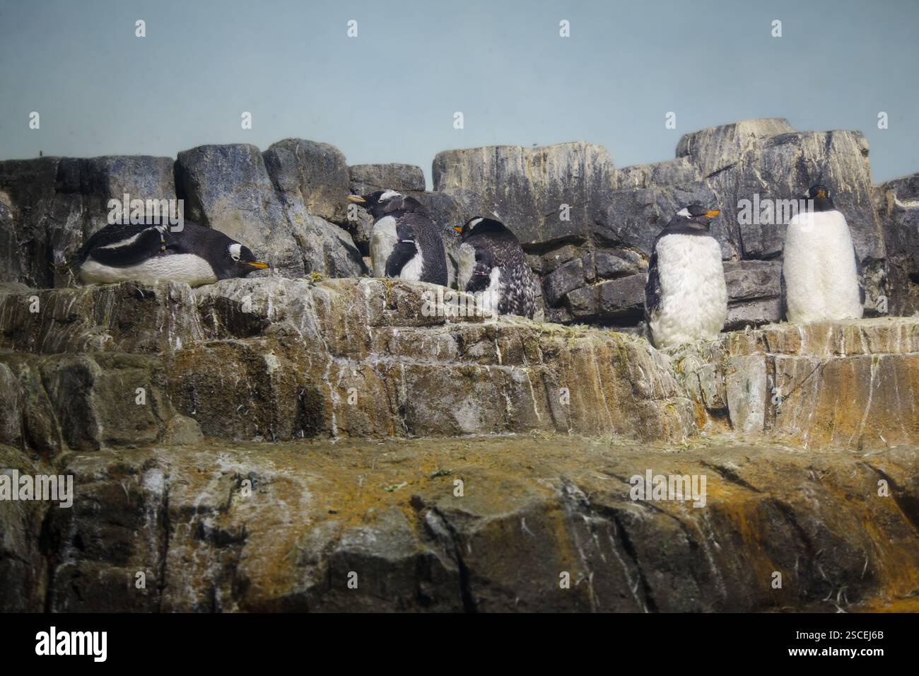 Five Gentoo penguin birds in a proper environment in Central Park zoo ...