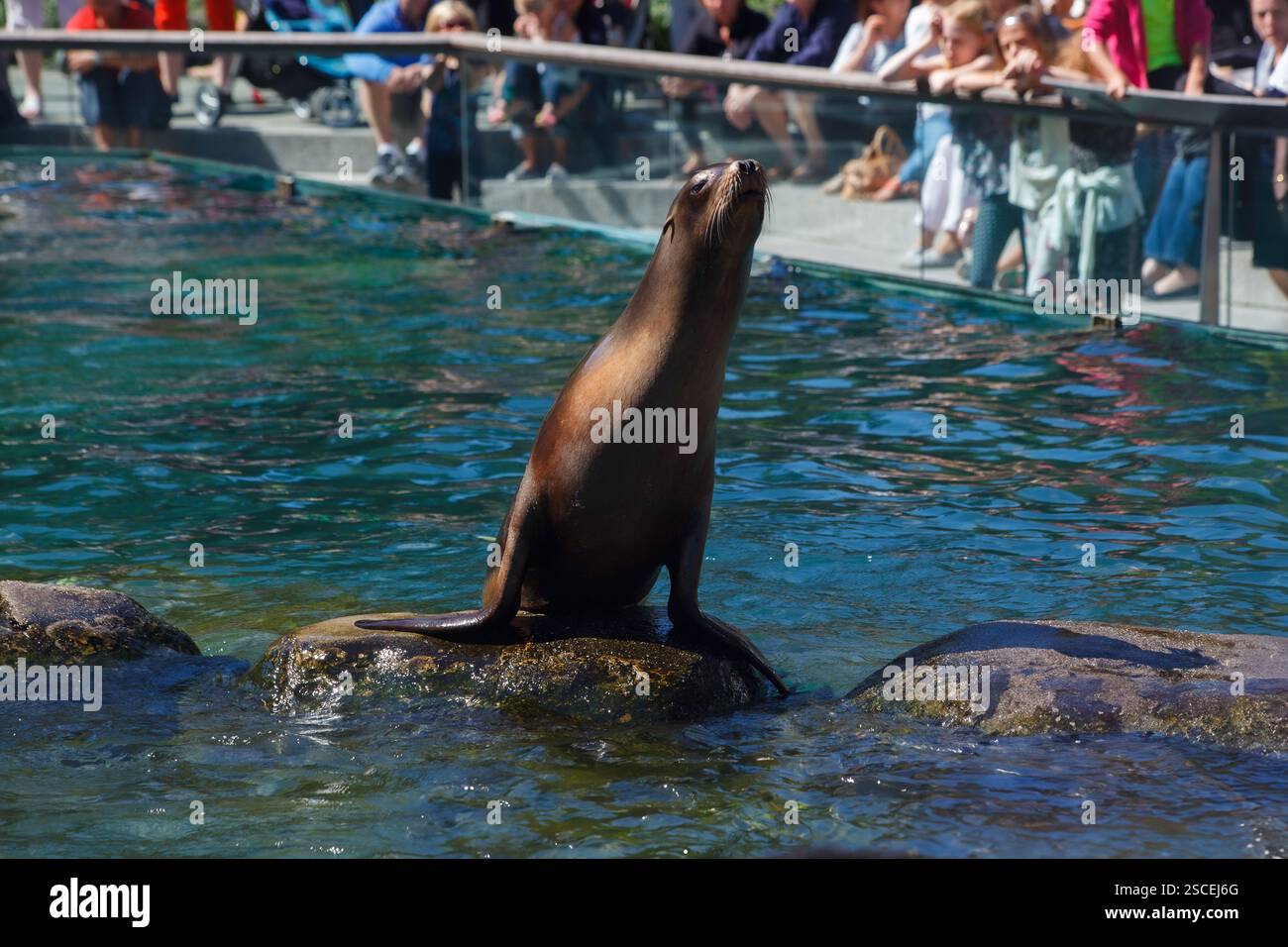 A California sea lion during its performance in Central Park zoo ...