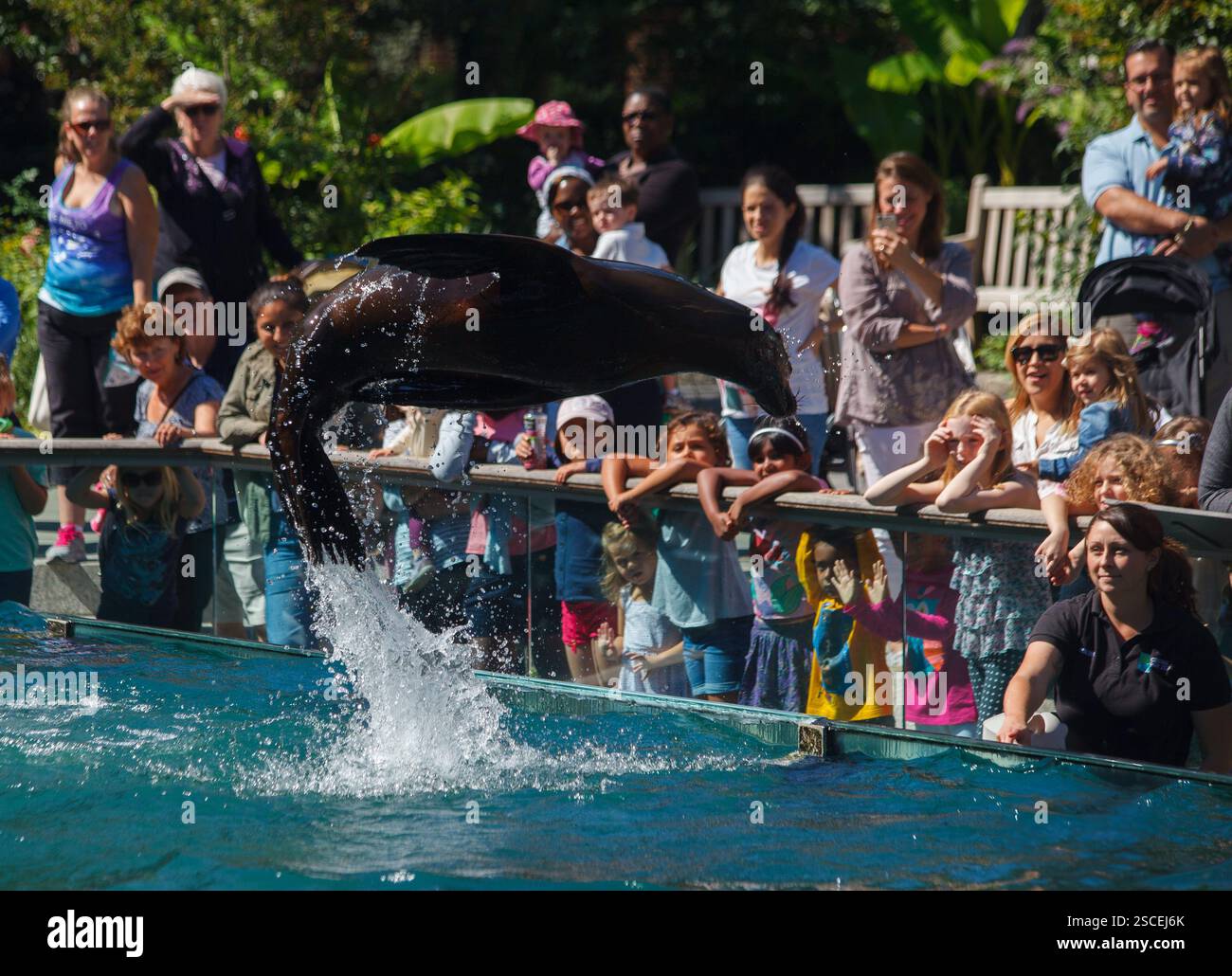 A California sea lion during its performance in Central Park zoo ...