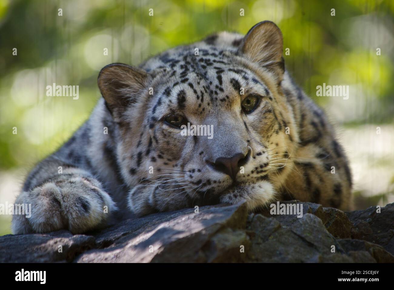 A Snow Leopard on a rock in Central Park zoo, Manhattan, New York City ...