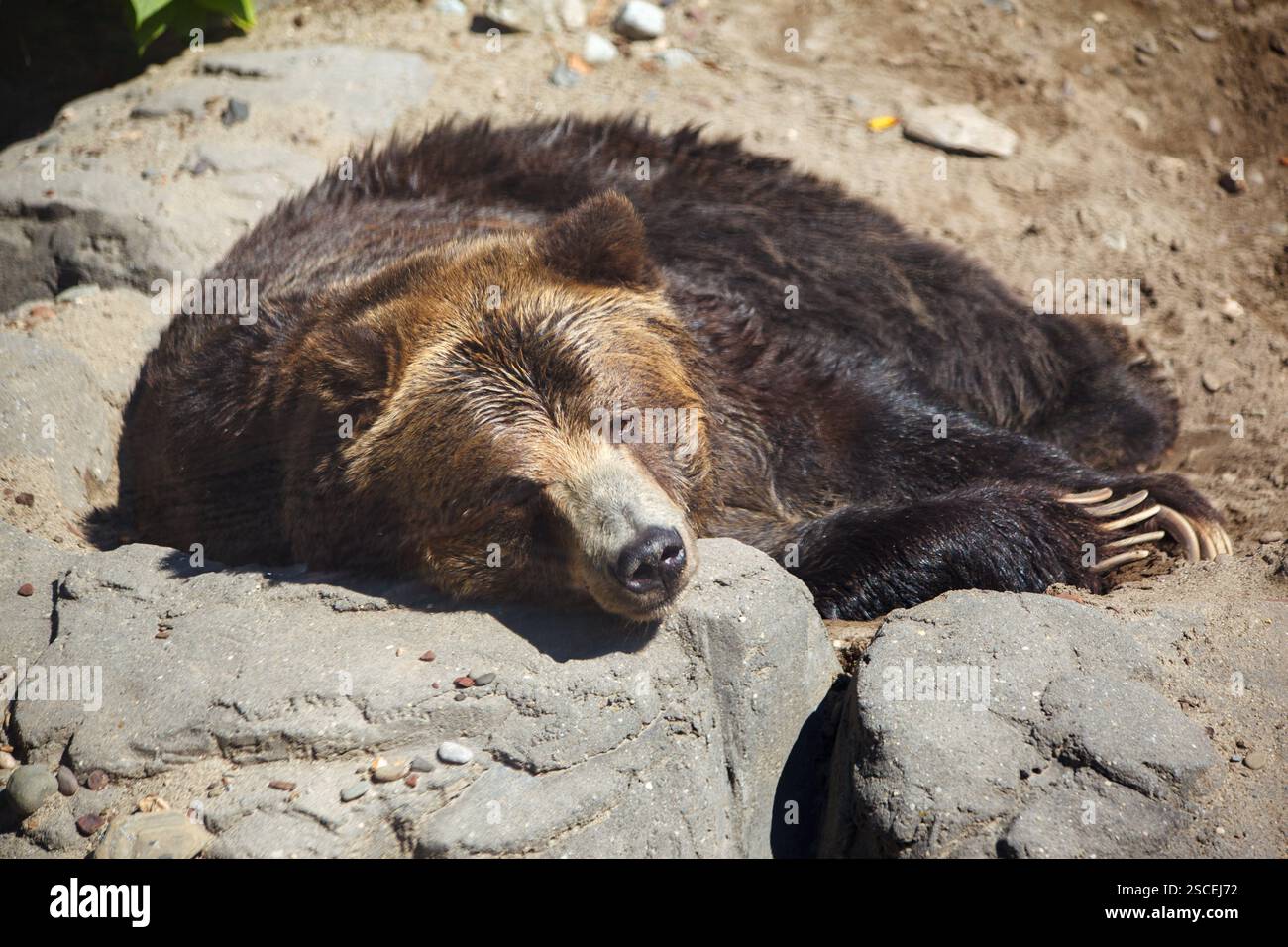 A Grizzly bear in Central Park zoo, Manhattan, New York City Stock ...