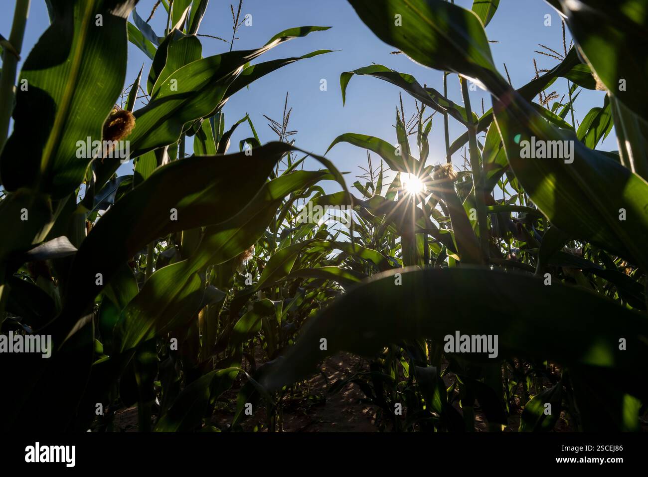 a field of sweet corn during flowering closeup, agricultural activities ...
