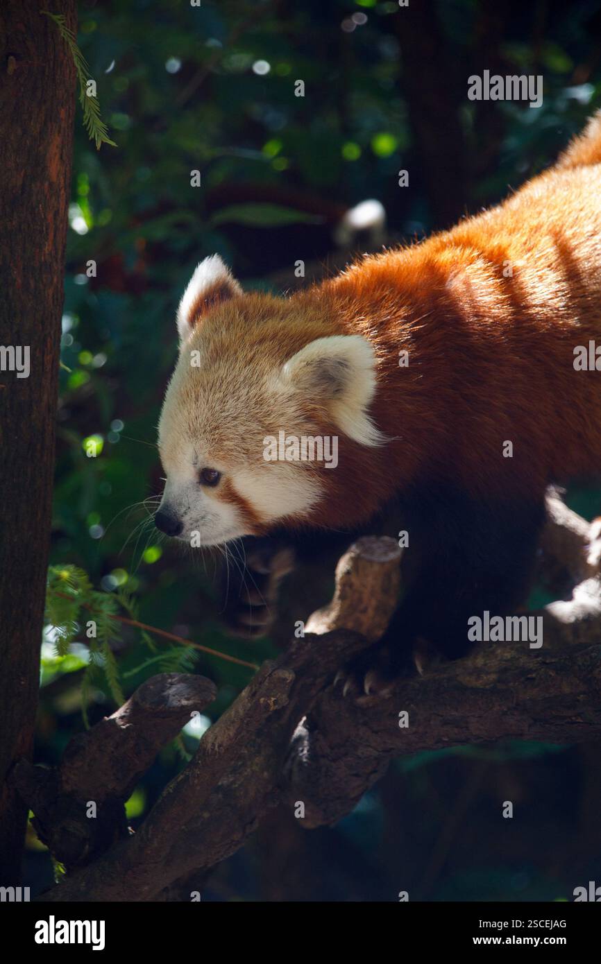 A Red panda on a tree branch in Central Park zoo, Manhattan, New York ...