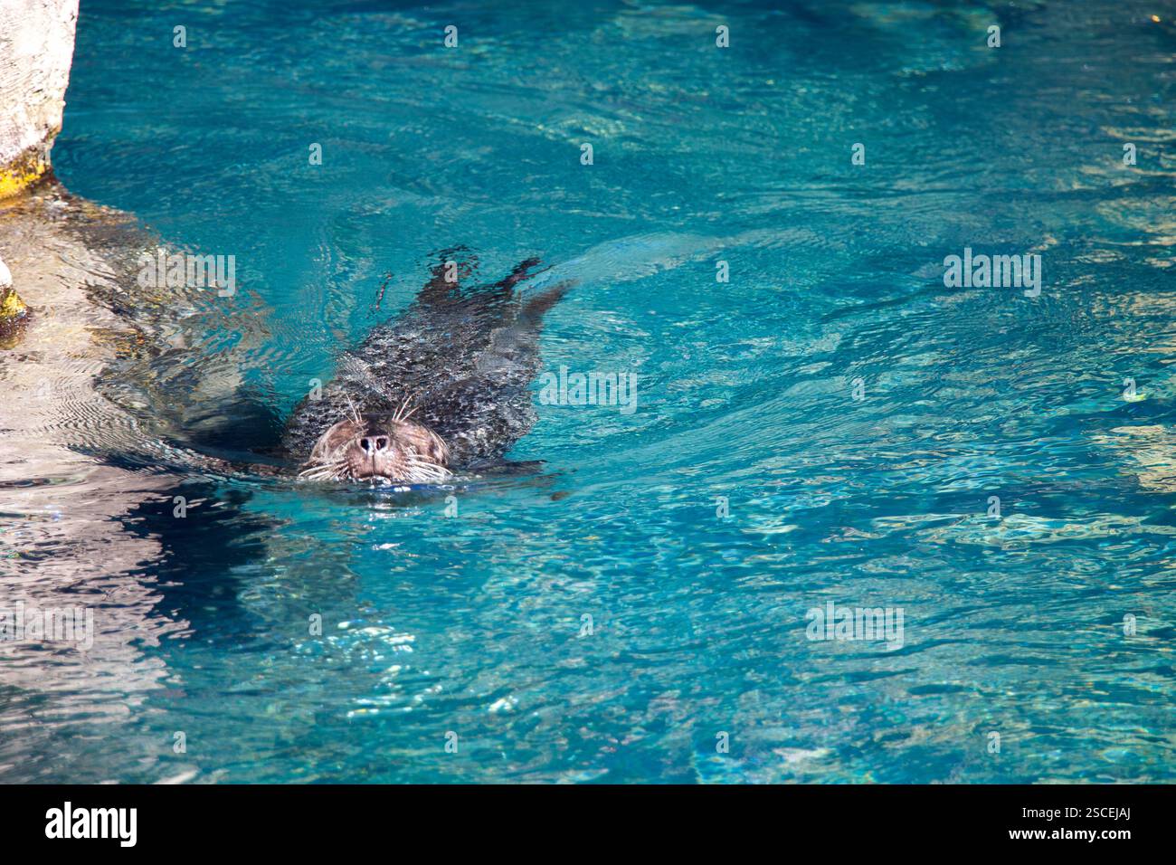 A Harbor seal swimming in a pool in Central Park zoo, Manhattan, New ...