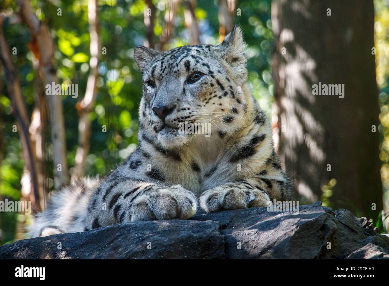 A Snow Leopard on a rock in Central Park zoo, Manhattan, New York City ...