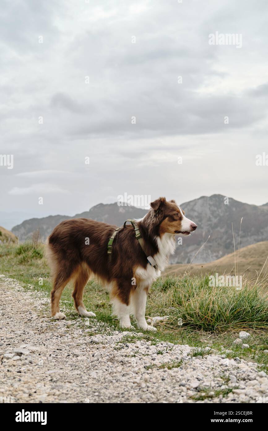Travel with pet concept. Montenegro country, Durmitor National Park ...