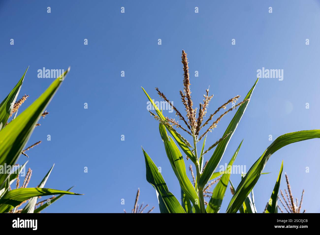 corn in the field during flowering and pollination, beautiful sprouts ...