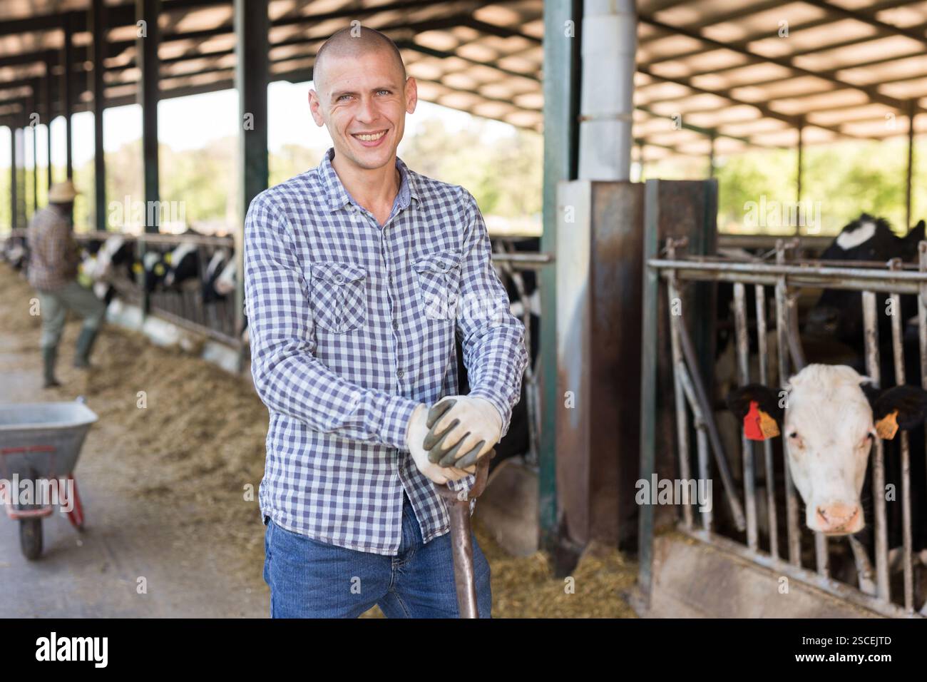 Male farmer posing at cowshed on farm Stock Photo - Alamy