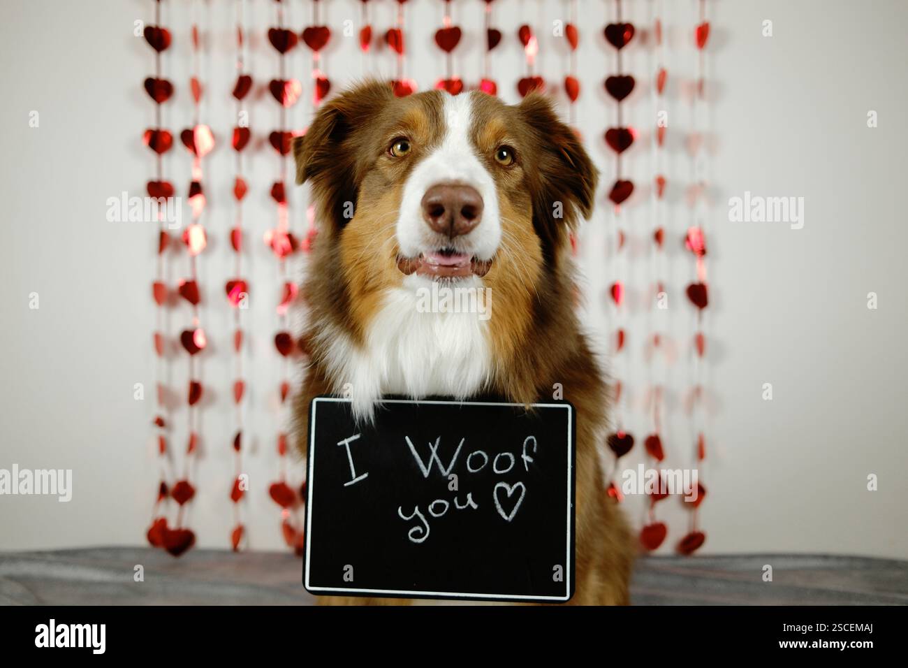 Funny Aussie dog holding chalkboard with inscription - I Woof You ...