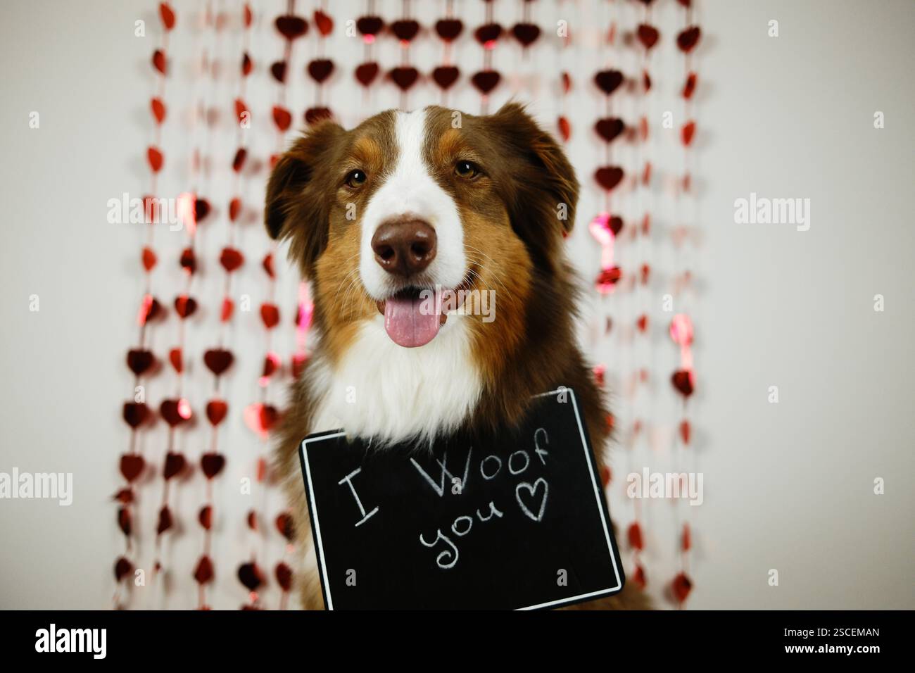 Funny Aussie dog holding chalkboard with inscription - I Woof You ...