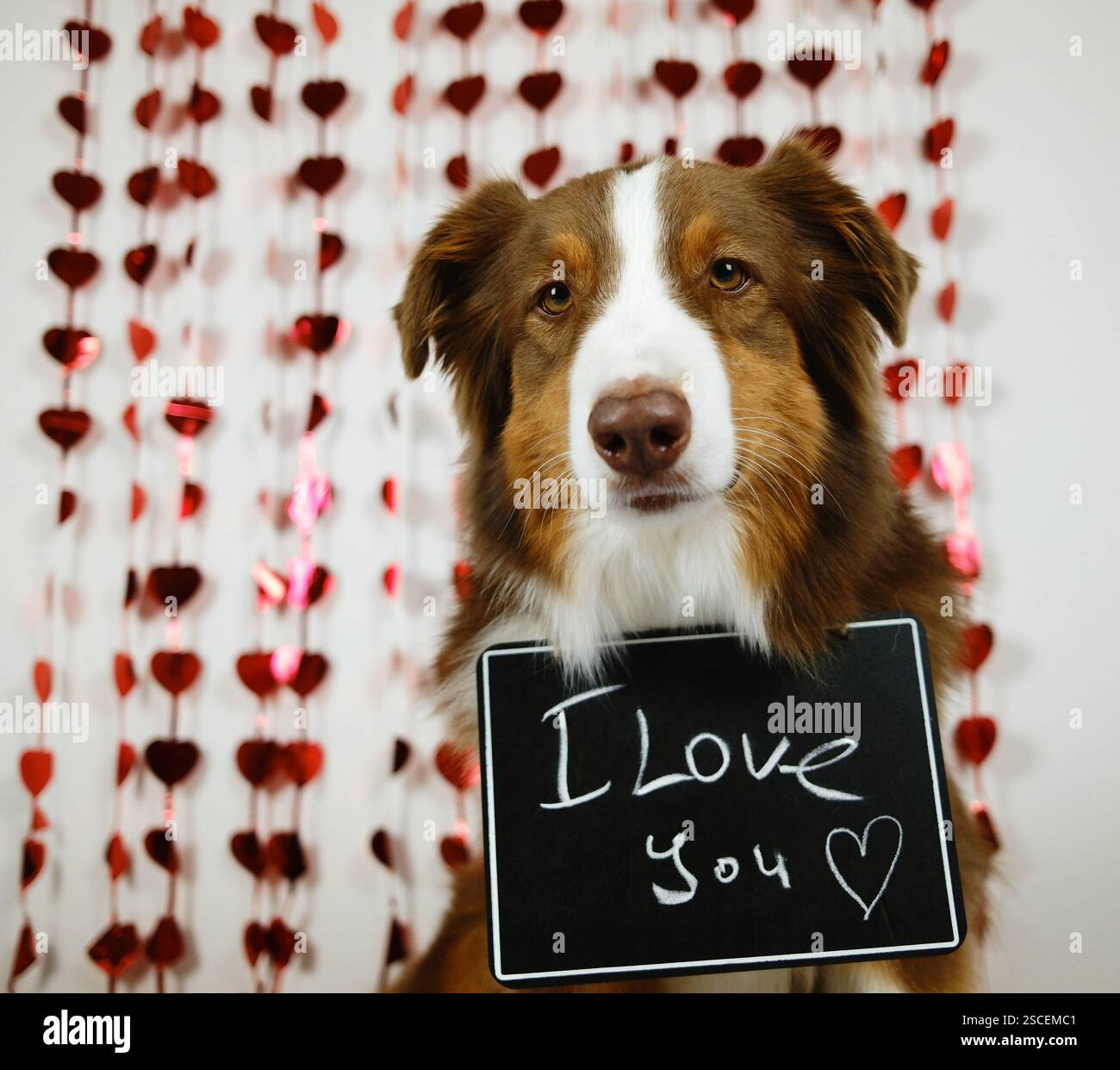 Funny Aussie dog holding chalkboard with inscription - I Love You ...