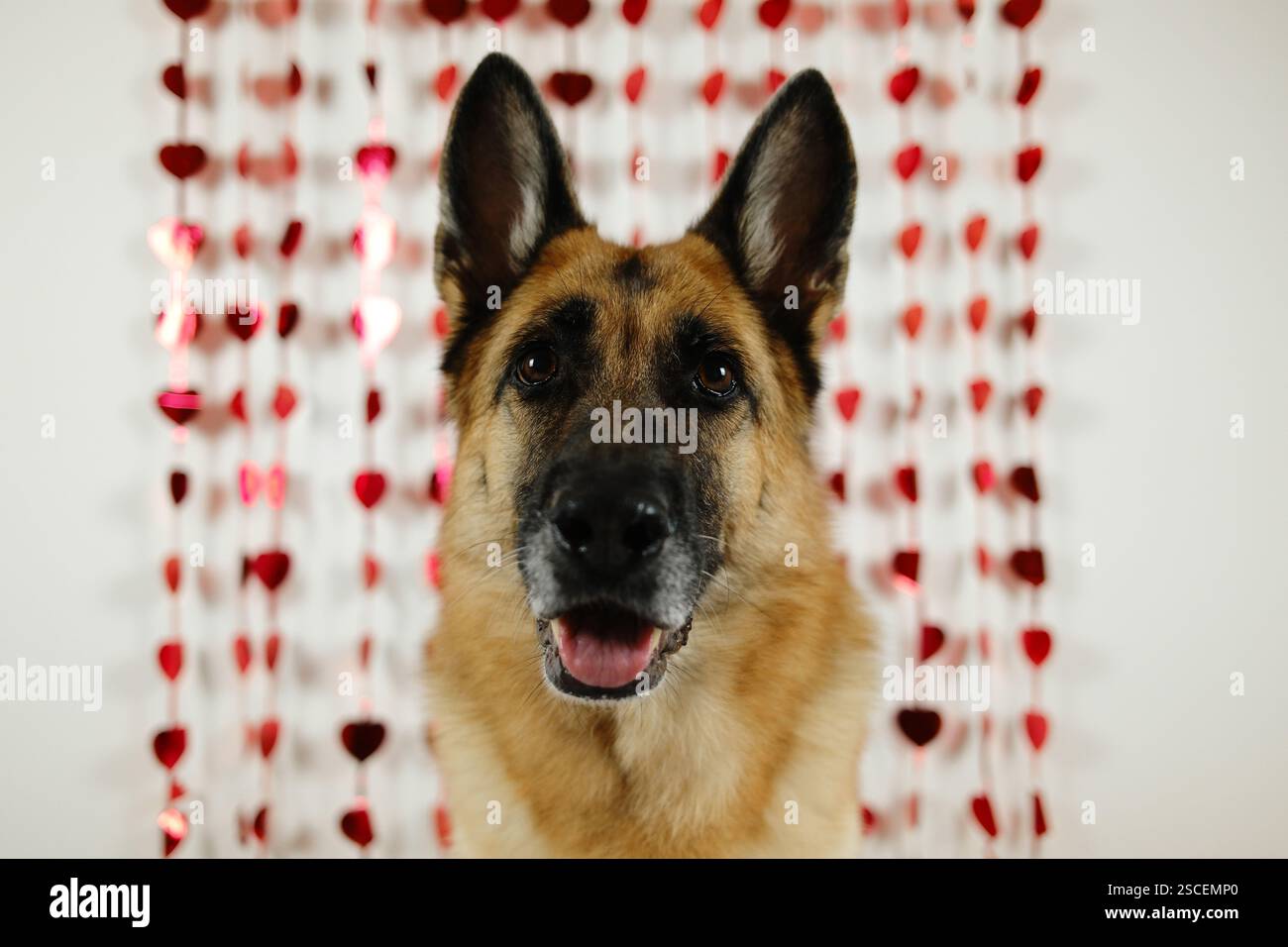 St. Valentine's Day concept. Funny German shepherd dog indoor on white ...