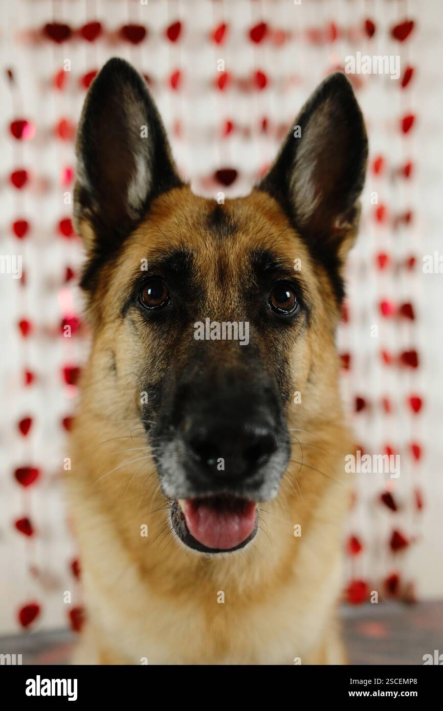 St. Valentine's Day concept. Funny German shepherd dog indoor on white ...