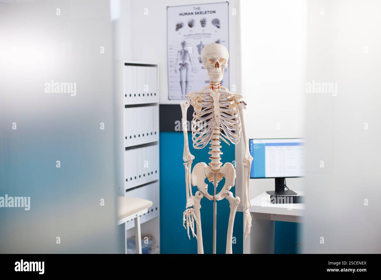 Human skeleton stands ready for diagnostics in unoccupied hospital room ...