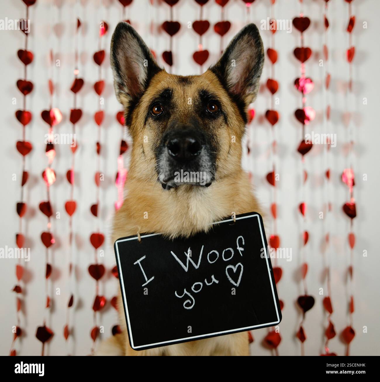 Funny serious dog holding chalkboard with inscription - I Woof You ...