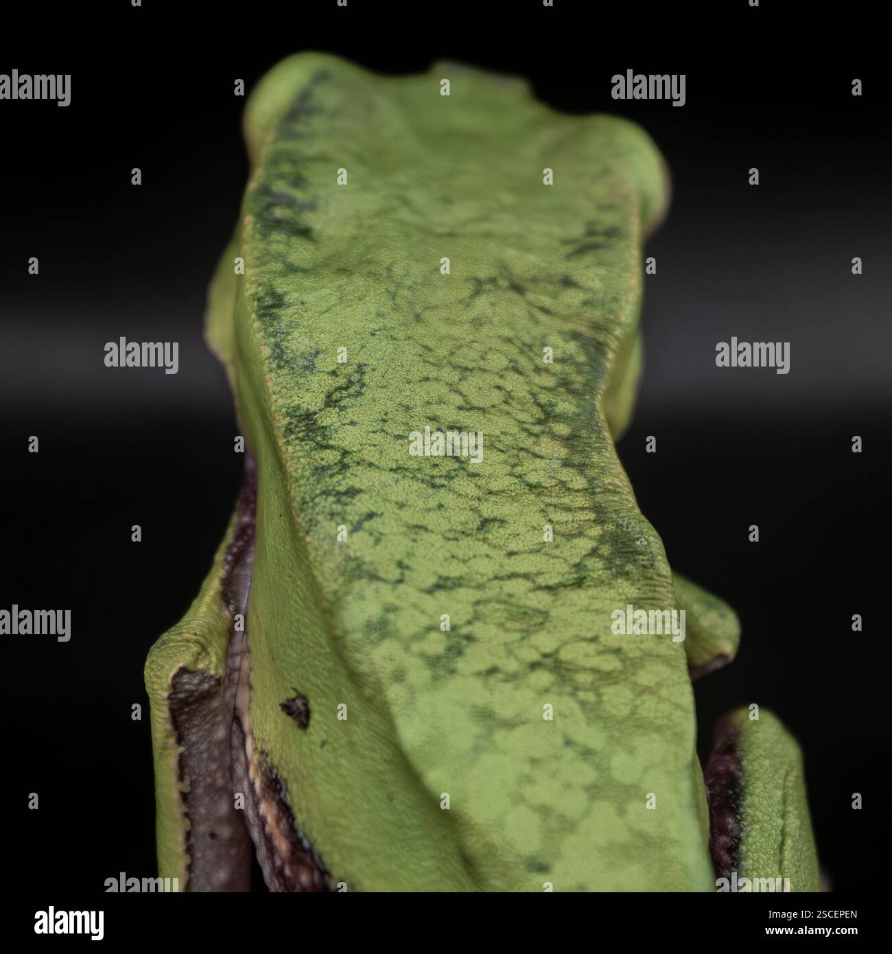 Kamboo frog, (Phyllomedusa bicolor) a frog used for traditional ...