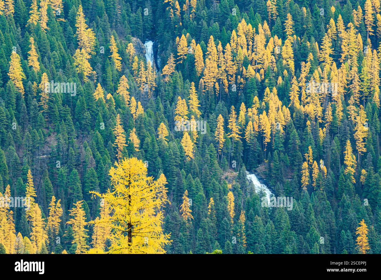 upper and lower morrell creek falls and autumn larch in lolo national ...