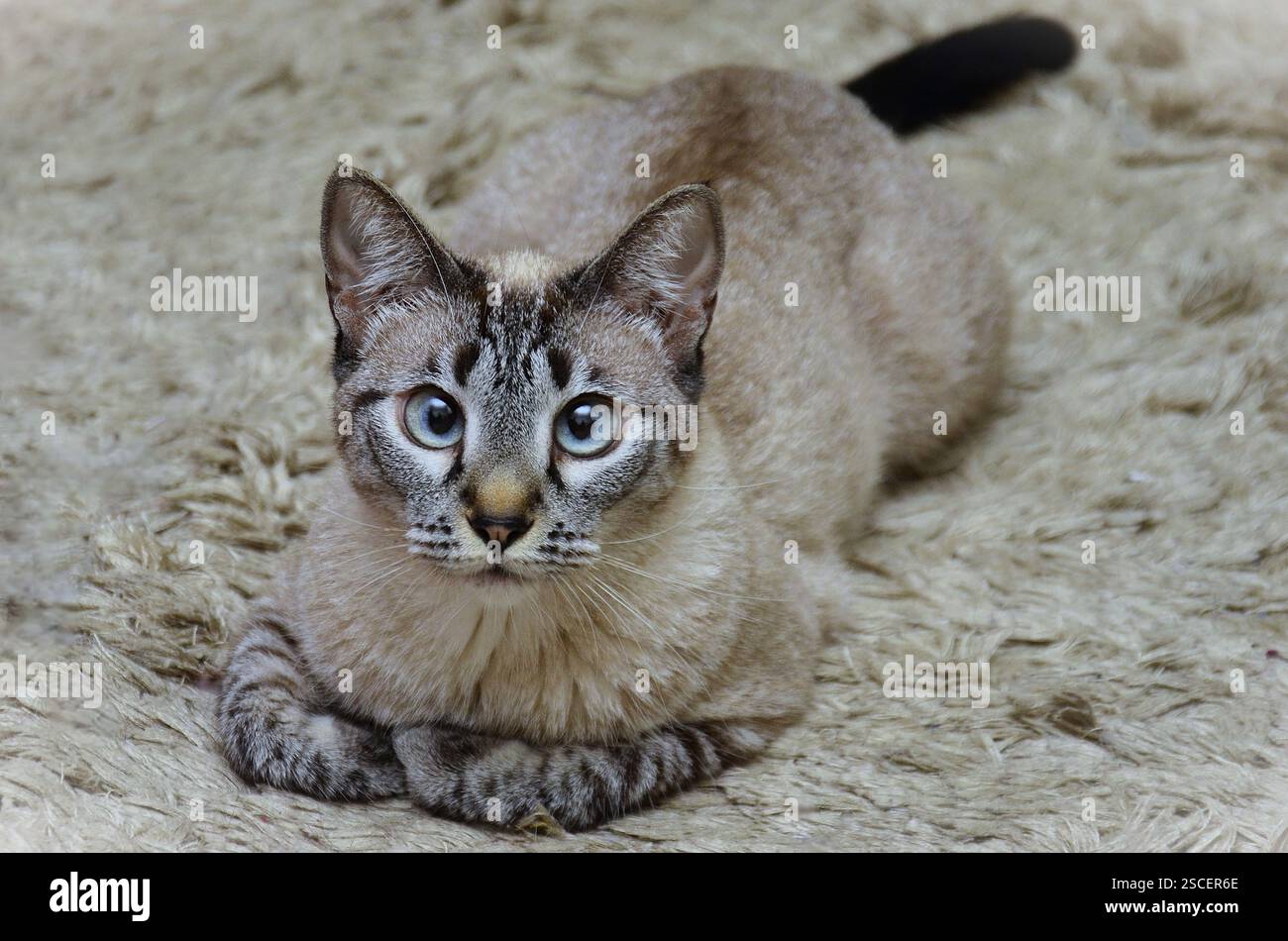 A beautiful little mixed breed kitten lying on the carpet with her paws ...