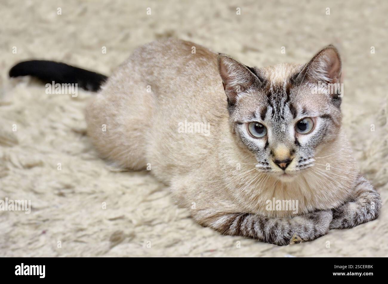 A beautiful little mixed breed kitten lying on the carpet with her paws ...