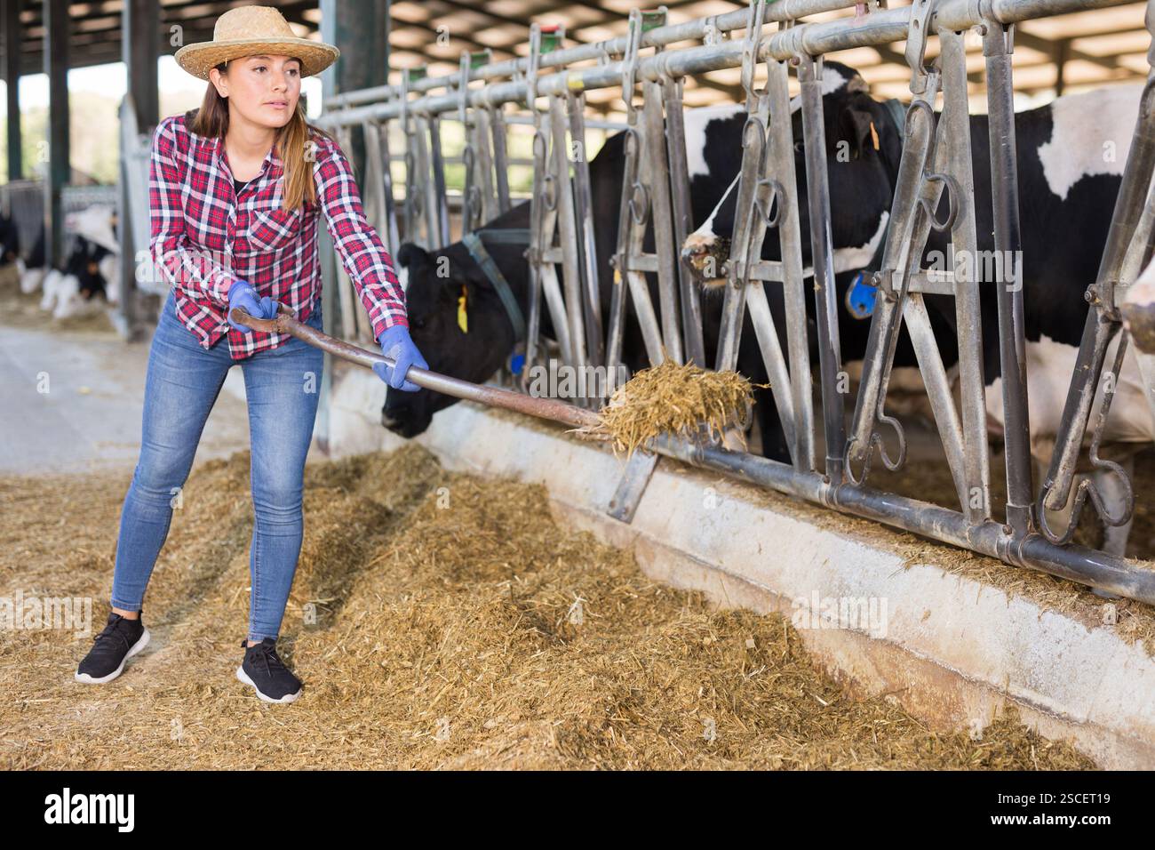 Young latin american woman on a farm, feeds the cows with silage Stock ...