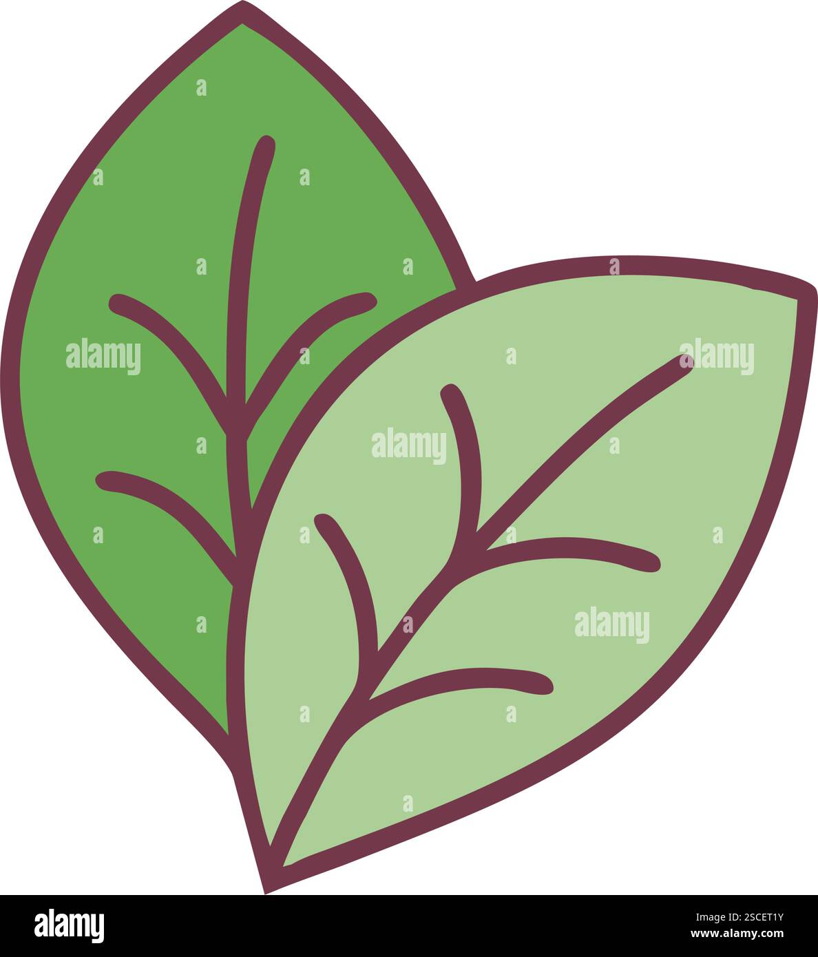 Wild leaf botanical illustration Stock Vector Image & Art - Alamy