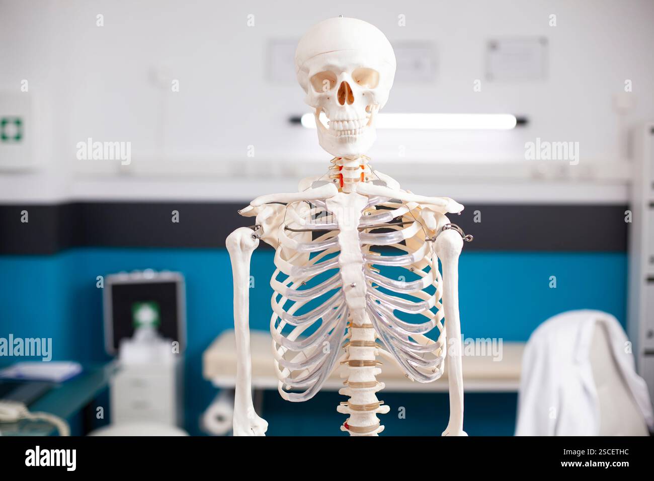Portrait of skeletal structure standing ready for diagnostics in ...