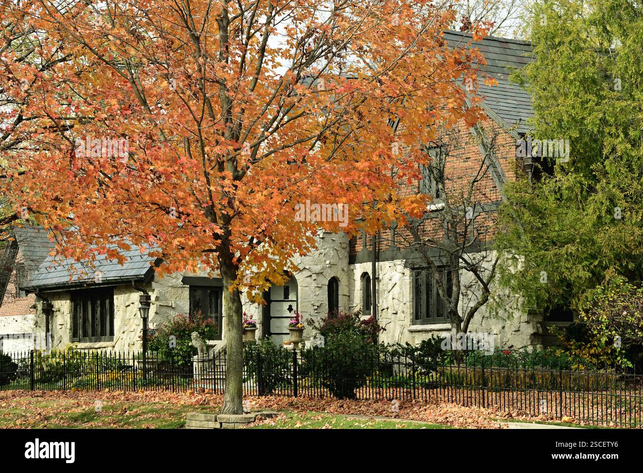 Wheaton, Illinois, USA. A tree in the parkway of a suburban home is a ...