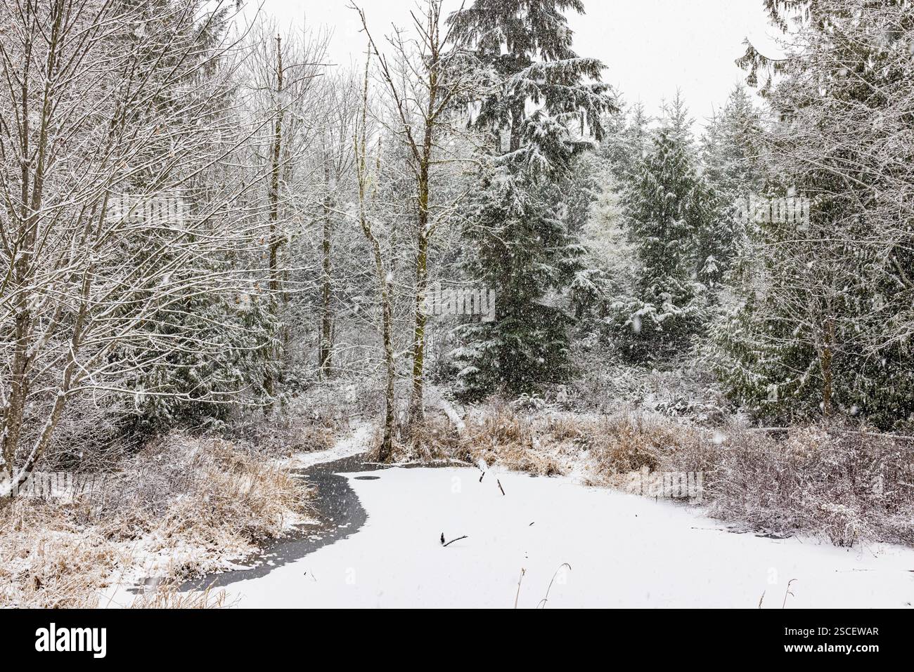 Wetland during a heavy snowfall on the Olympic Peninsula, Washington ...