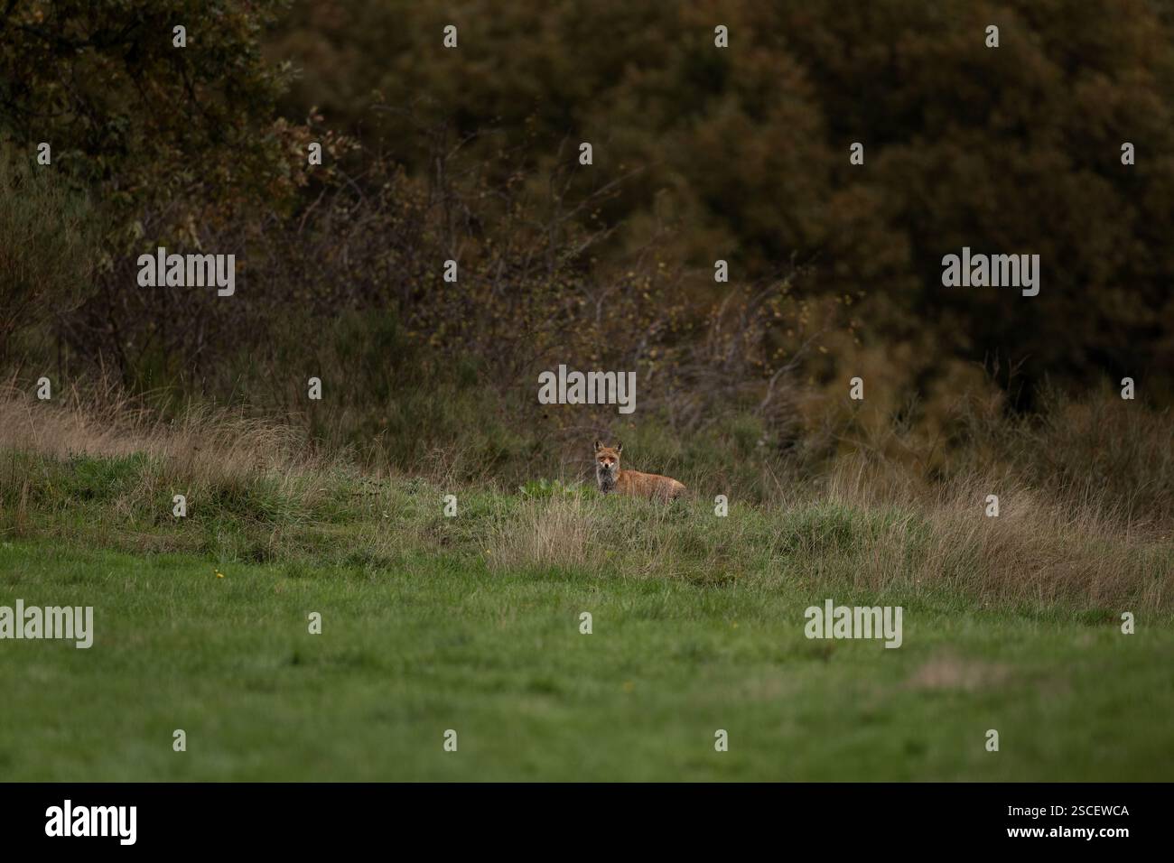 Red fox is hiding behind the grass. Fox in wet nature. European ...