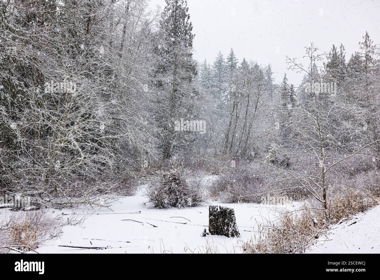 Wetland during a heavy snowfall on the Olympic Peninsula, Washington ...