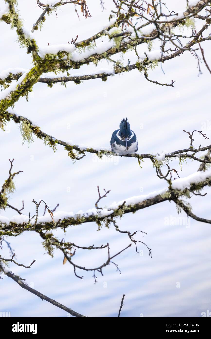 Belted Kingfisher fishing trom a Bigleaf Maple branch hanging over a ...
