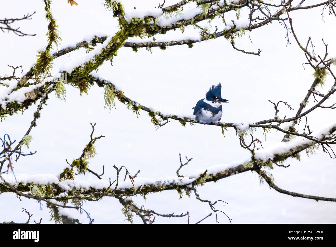 Belted Kingfisher fishing trom a Bigleaf Maple branch hanging over a ...