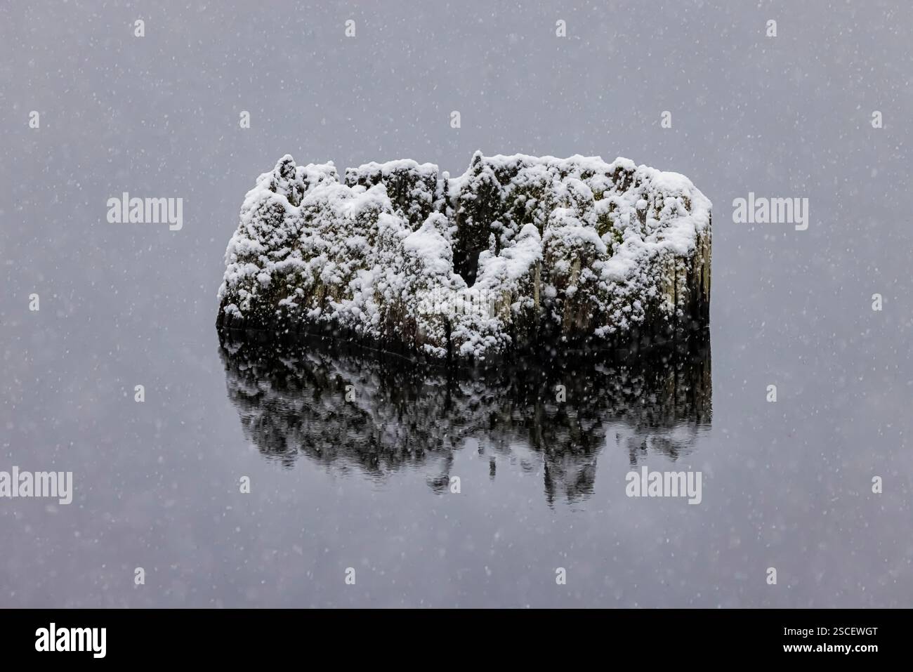 Western Red Cedar stump in a reservoir on the Olympic Peninsula ...