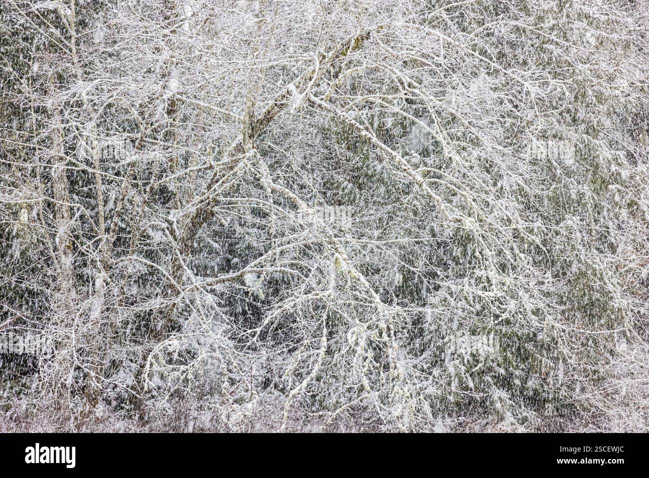 Coastal forest, with Red Alder and conifers, in the snow on the Olympic ...