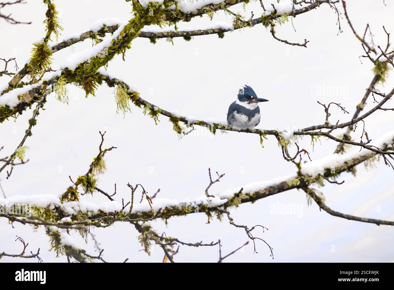 Belted Kingfisher fishing trom a Bigleaf Maple branch hanging over a ...