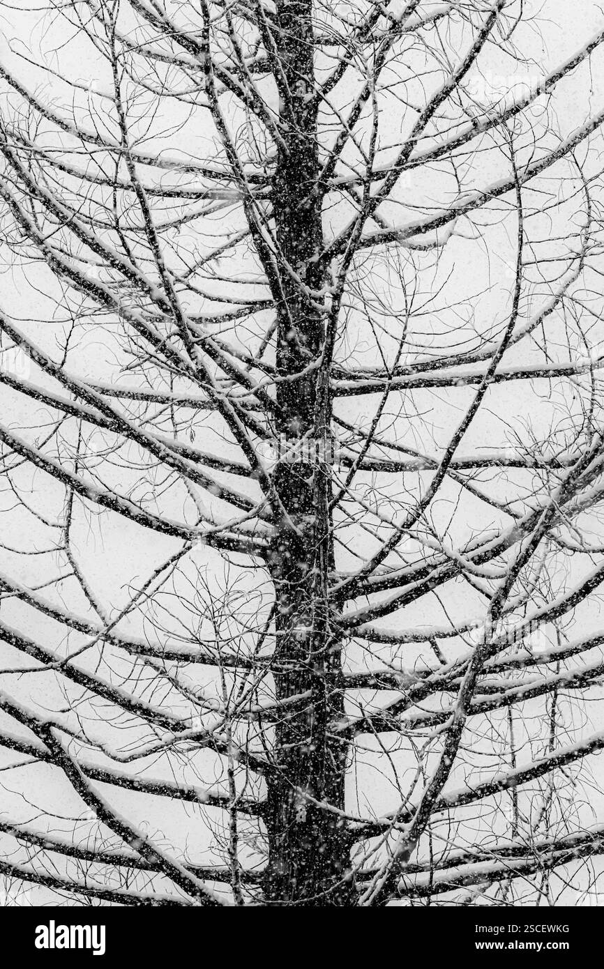 Dead Western Red Cedar, Thuja plicata, in heavy snowfall on the Olympic ...
