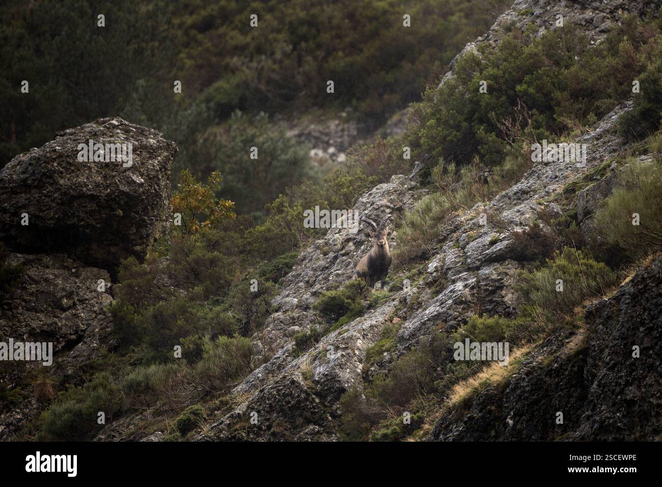 Iberian ibex is climbing on the rocks. Ibex in national park Picos de ...