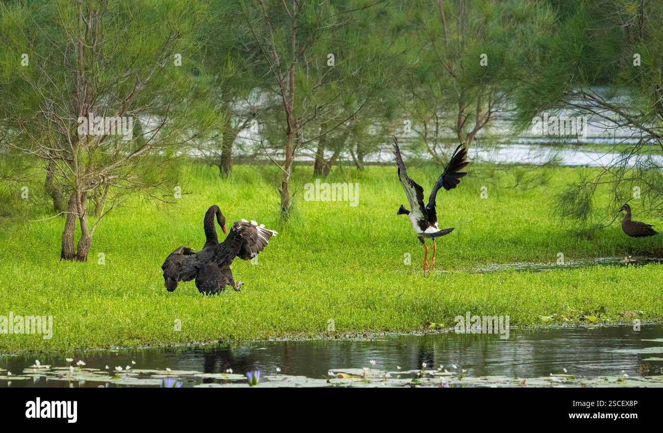 Black swan, Cygnus atratus displaying aggressive behavior towards ...