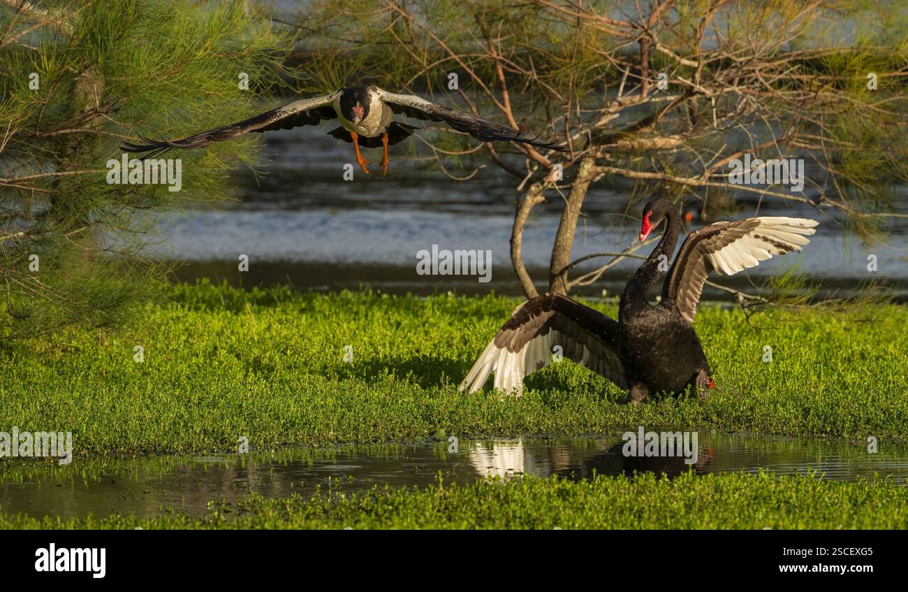 Cygnus atratus aggression hi-res stock photography and images - Alamy