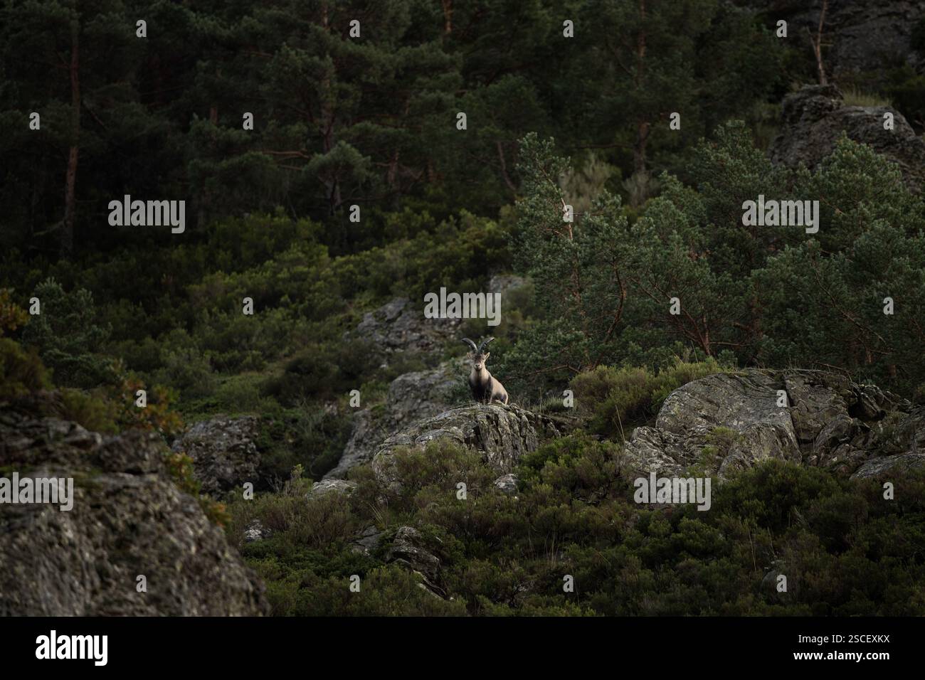 Iberian ibex is climbing on the rocks. Ibex in national park Picos de ...