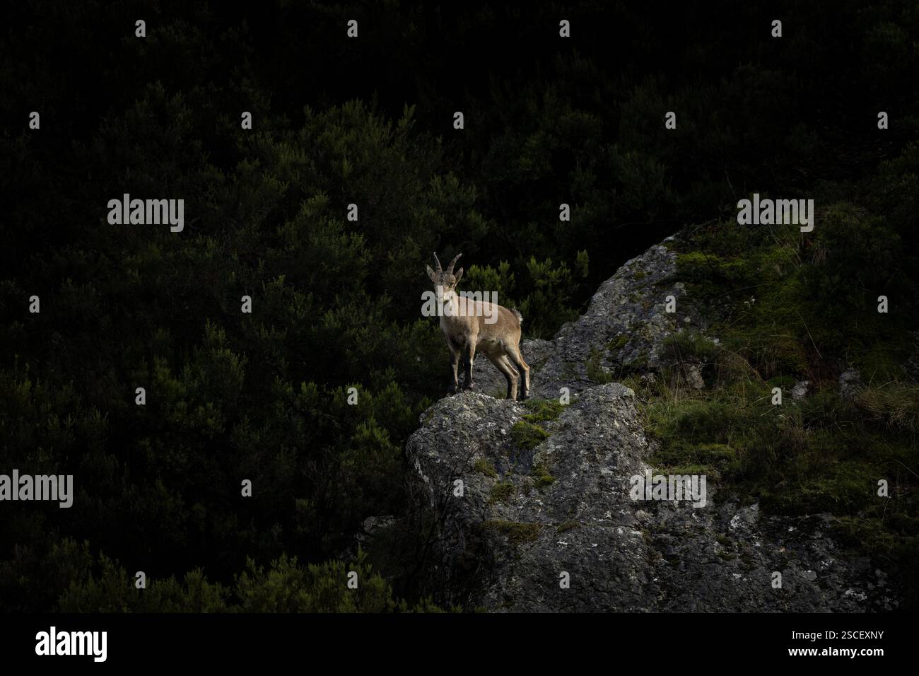 Iberian ibex is climbing on the rocks. Ibex in national park Picos de ...