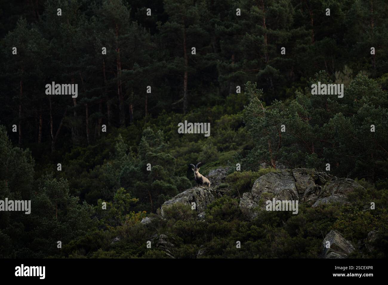 Iberian ibex is climbing on the rocks. Ibex in national park Picos de ...