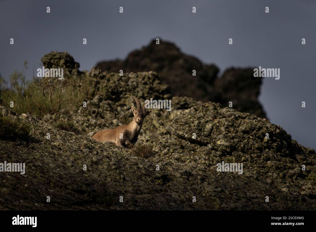 Iberian ibex is climbing on the rocks. Ibex in national park Picos de ...