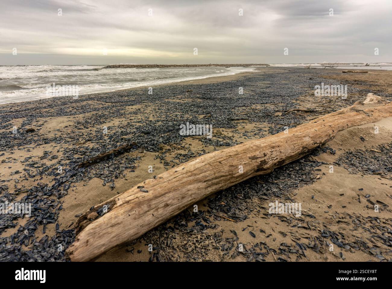 Seaside landscape view at the beach of Saintes Maries des la mer at ...