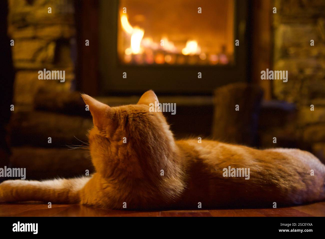Ginger tabby cat enjoy fireplace hi-res stock photography and images ...