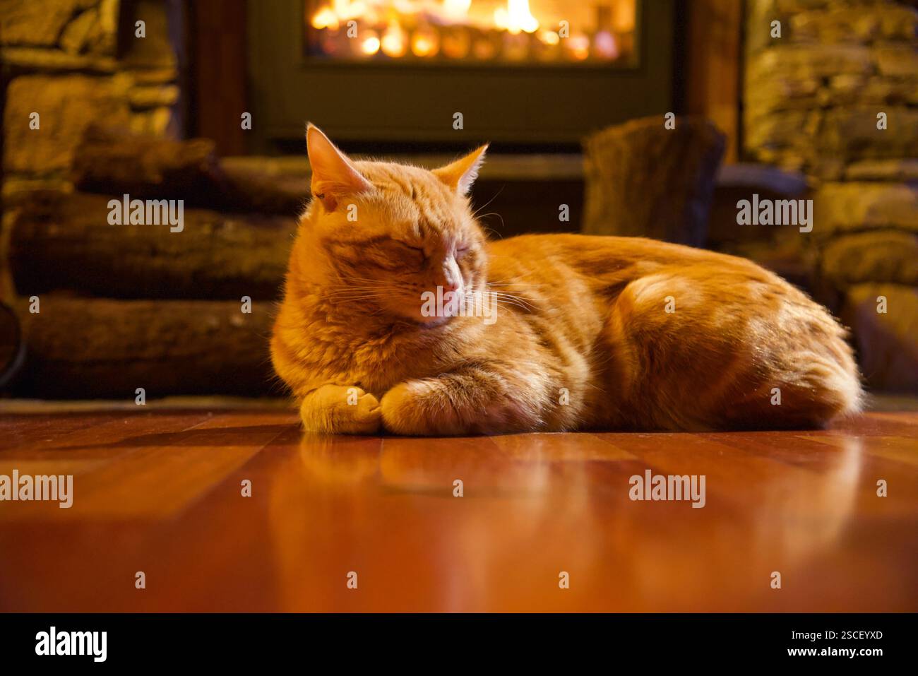Ginger Tabby Cat Enjoy Fireplace Heat Stock Photo - Alamy